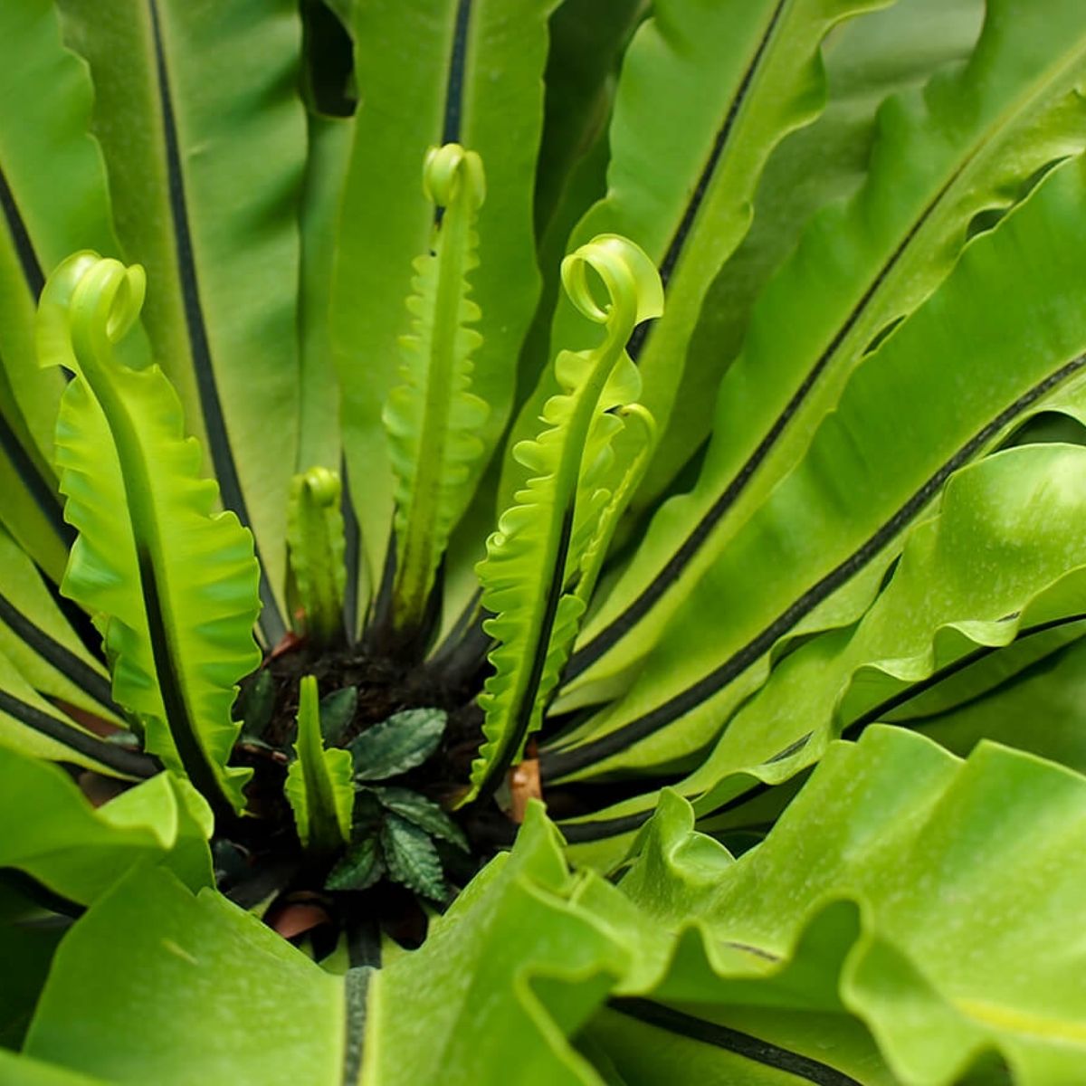 Asplenium Nidus
