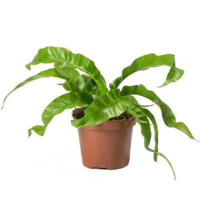 Asplenium Hurricane