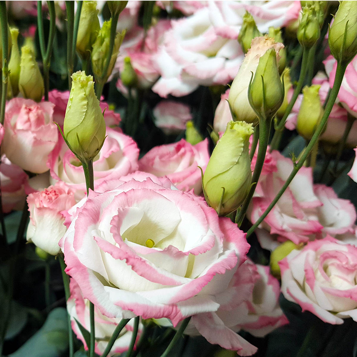 Lisianthus Croma Pink Picotee