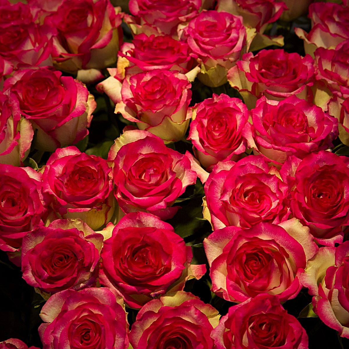 Rose Dance de Meilland - Product Featured on Thursd.com