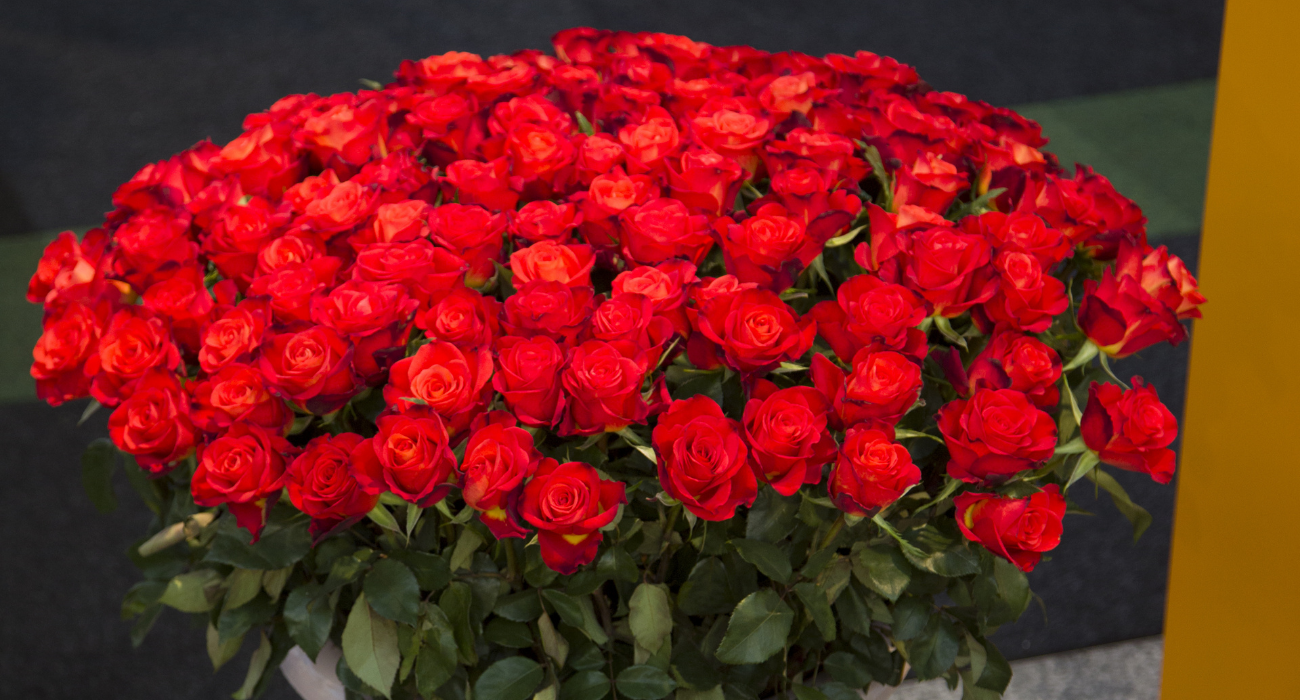 Rose Fiorella