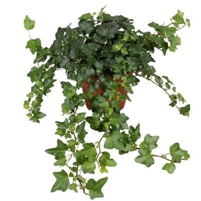 Hedera Wonder | Product Featured on Thursd.com