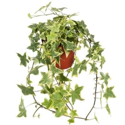 Hedera Gold Child