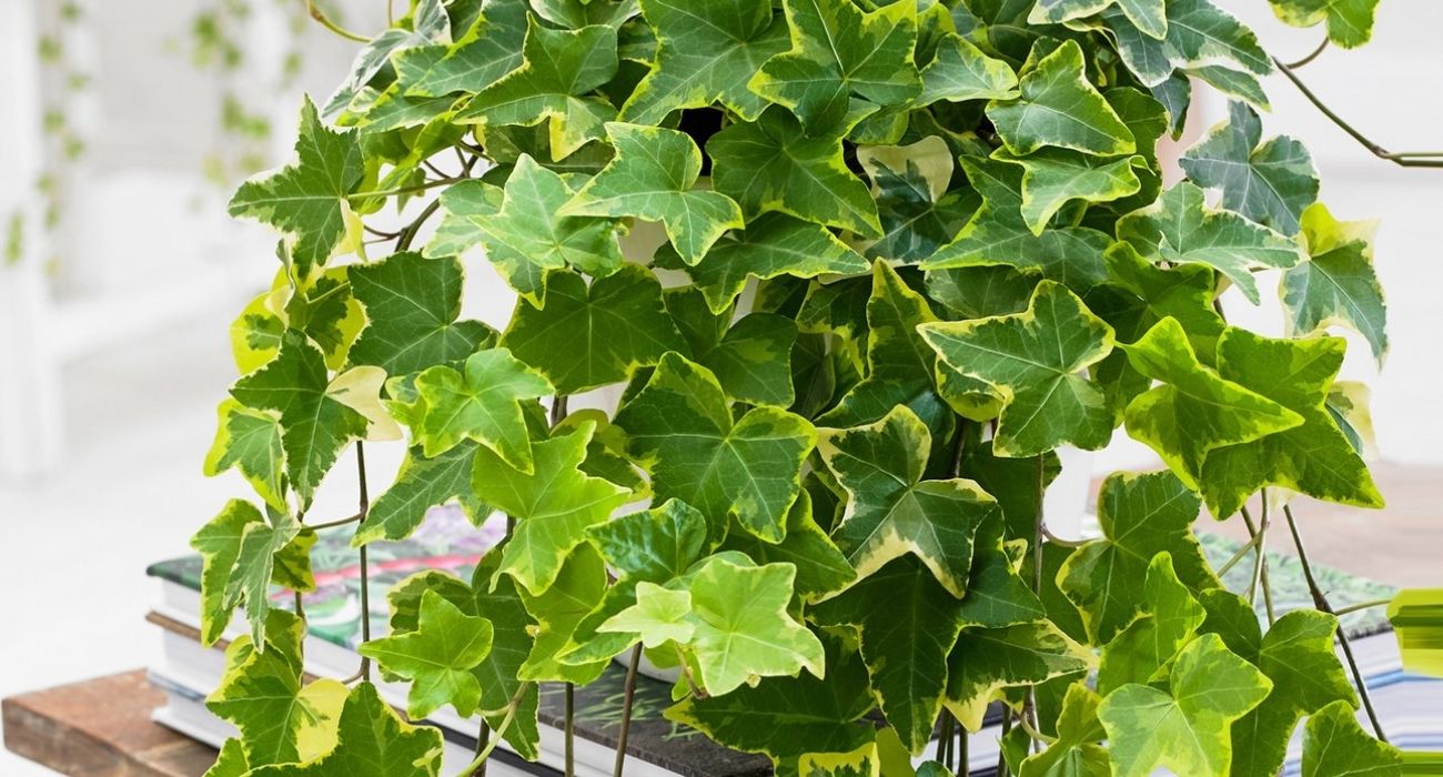 Hedera Gold Child
