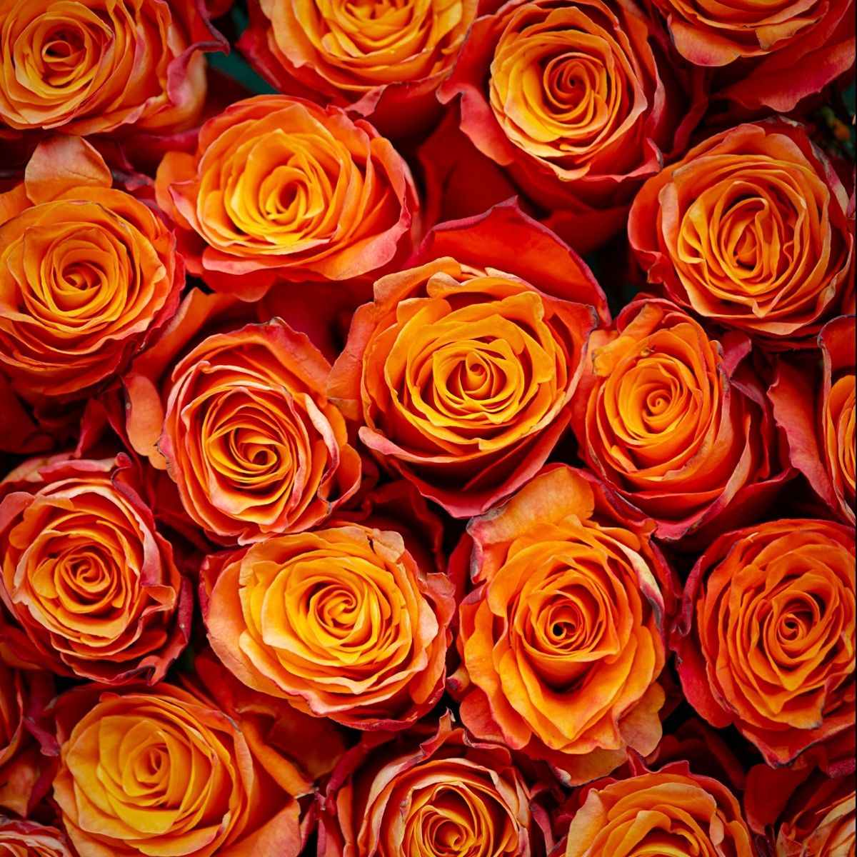Rose Summertime