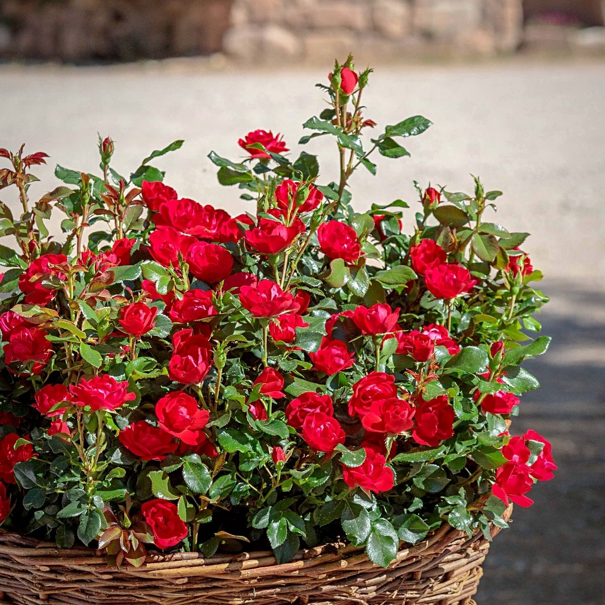 Rose Zepeti Meibenbino - Product onThursd