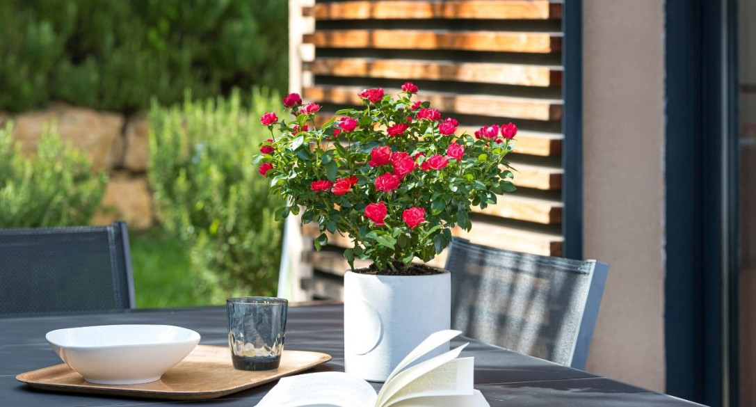 Rose Zepeti® Meibenbino - Product on Thursd