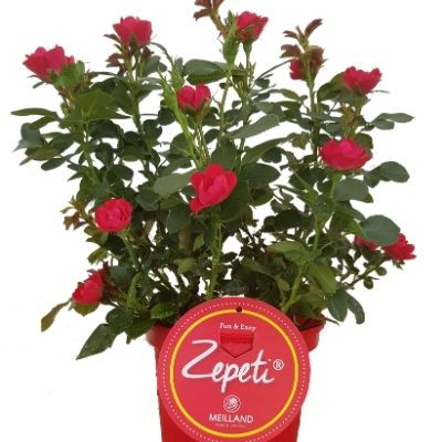 Rose Zepeti® Meibenbino - Product on Thursd