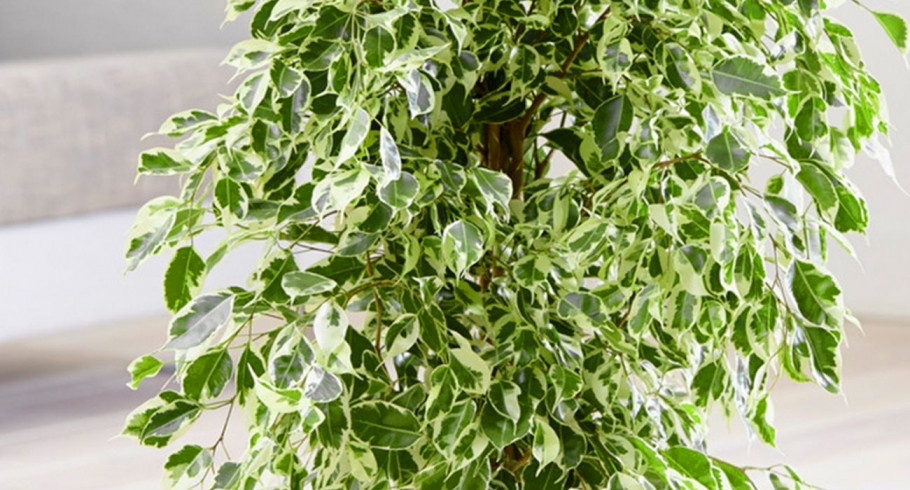 Ficus Golden King