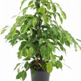 Ficus Benjamina Exotica - Product on Thursd