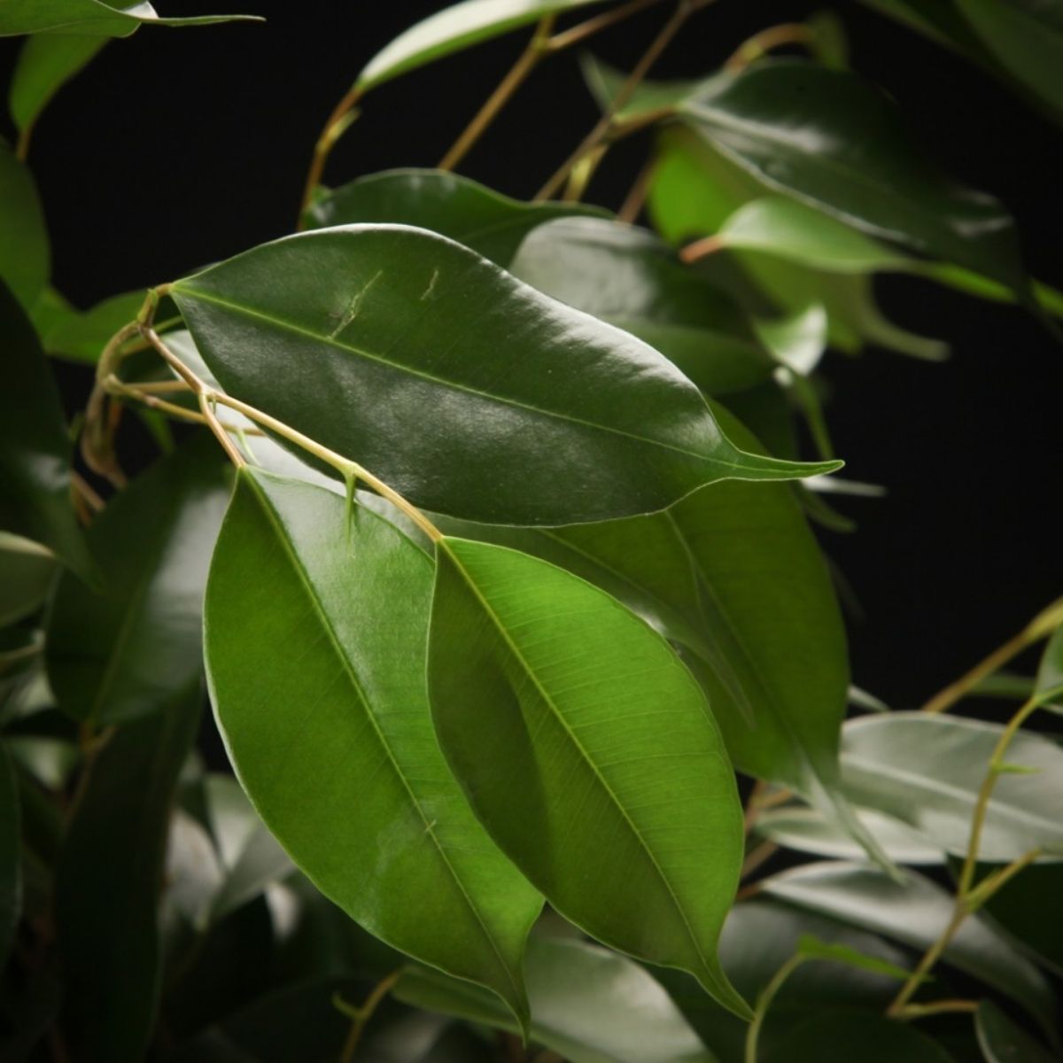 Ficus Benjamina Exotica
