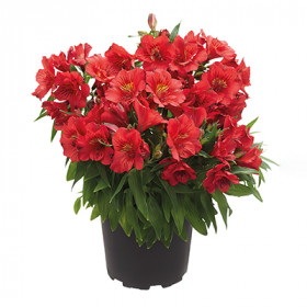 Colorita® Kate | Product Featured on Thursd.com