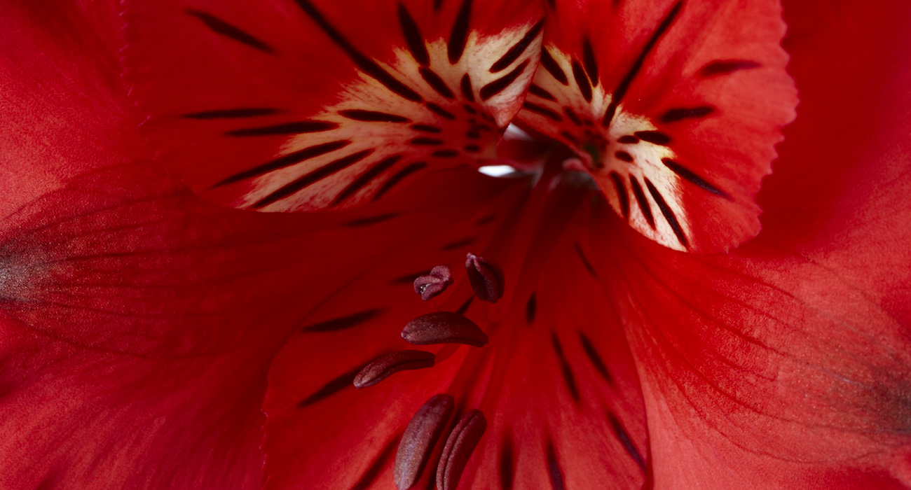 Colorita® Kate | Product Featured on Thursd.com