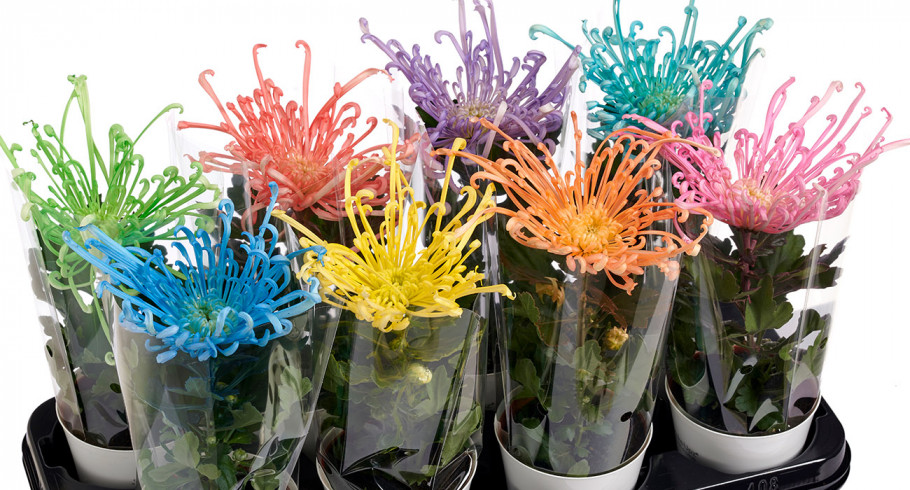 Chrysanthemum Fireworks™ Mix | Product Featured on Thursd.com
