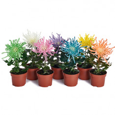 Chrysanthemum Fireworks™ Mix | Product Featured on Thursd.com
