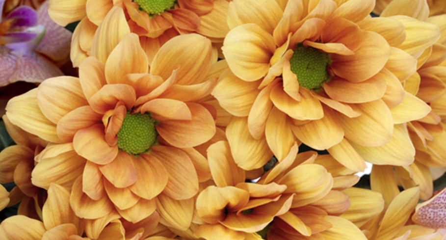 Chrysanthemum Midnightsun