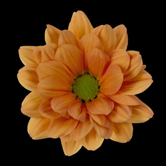 Chrysanthemum Midnightsun