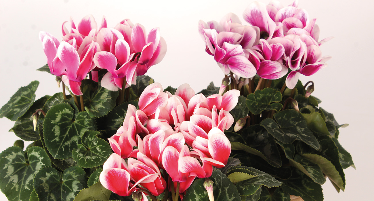 Cyclamen Merita Shine Mix - Plant Featured on Thursd