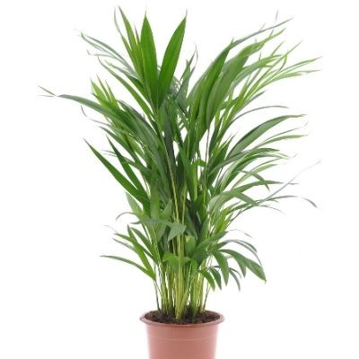 Areca Dypsis Lutescens | Product Featured on Thursd.com