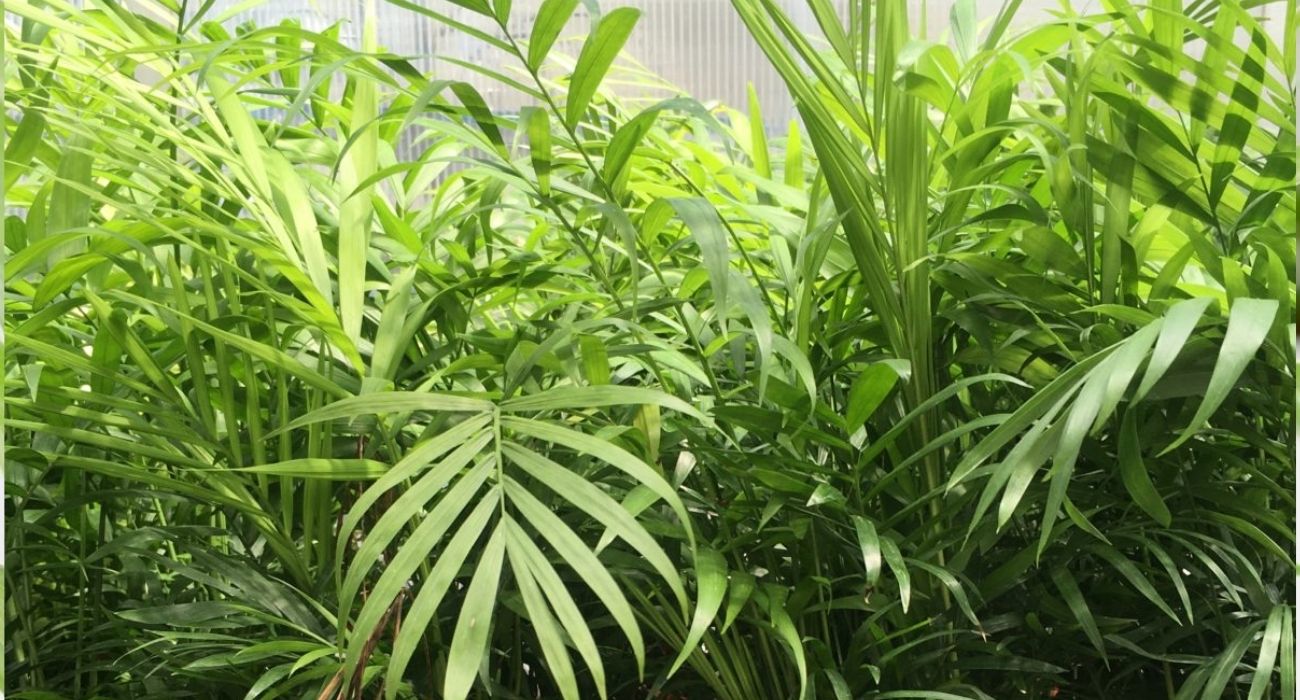 Areca Dypsis Lutescens | Product Featured on Thursd.com