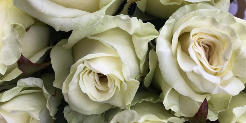 Rose Dolomiti | Product Featured on Thursd.com