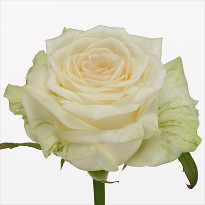 Rose Barbarella - Thursd