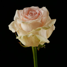 Rose Monte Carlo - Thursd