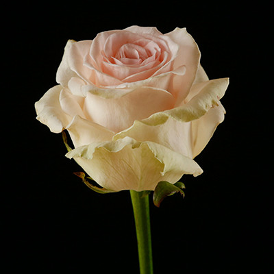 Rose Barbarella - Thursd