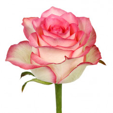 Subati Group - Grower on Thursd