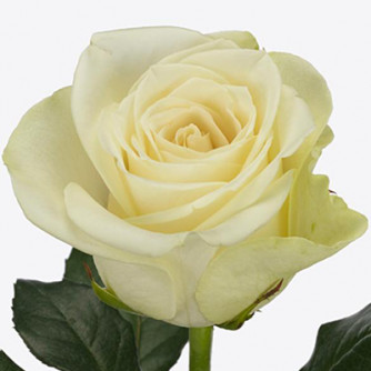 Subati Group - Grower featured on Thursd