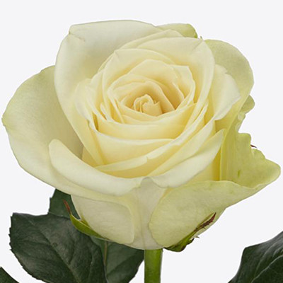 Rift Valley Roses - Grower on Thursd