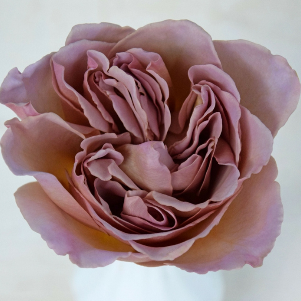 Mayesh Wholesale - Los Angeles Flower Market - Thursd