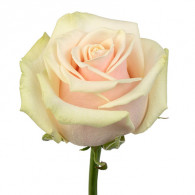 Rose Born Free - Thursd