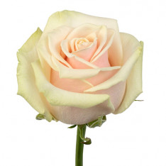 Rose Born Free - Thursd