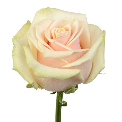 Rose Born Free - Thursd