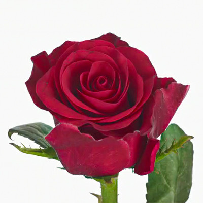 Rosehip Tender Hiphop - Thursd