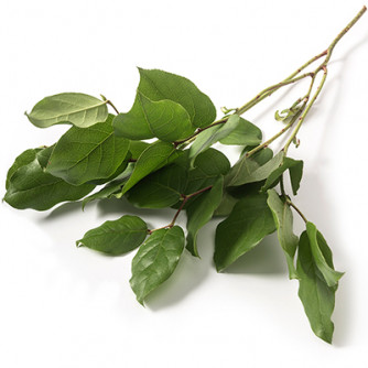 Salal | Product on Thursd.com