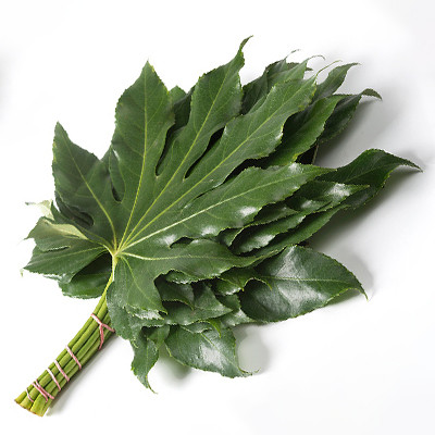 Aralia | Product Featured on Thursd.com