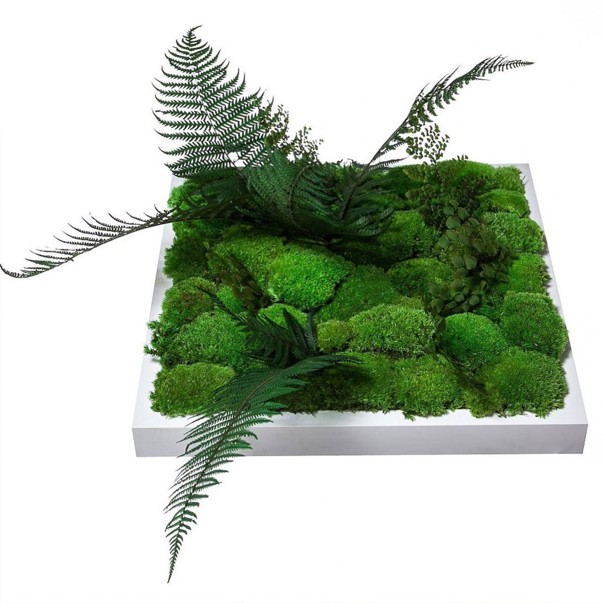 Flat Moss | Product on Thursd.com