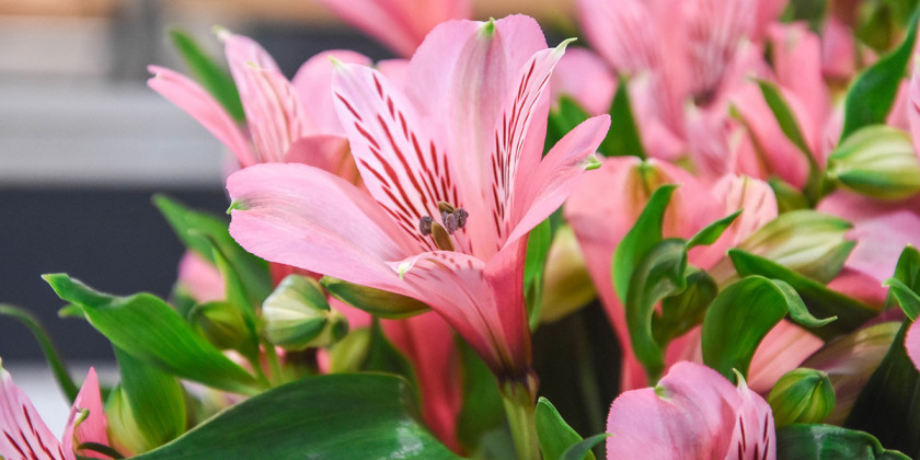 Alstroemeria Elegance - Product onThursd
