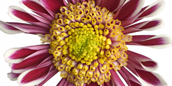 Chrysanthemum Sunda | Product Featured on Thursd.com