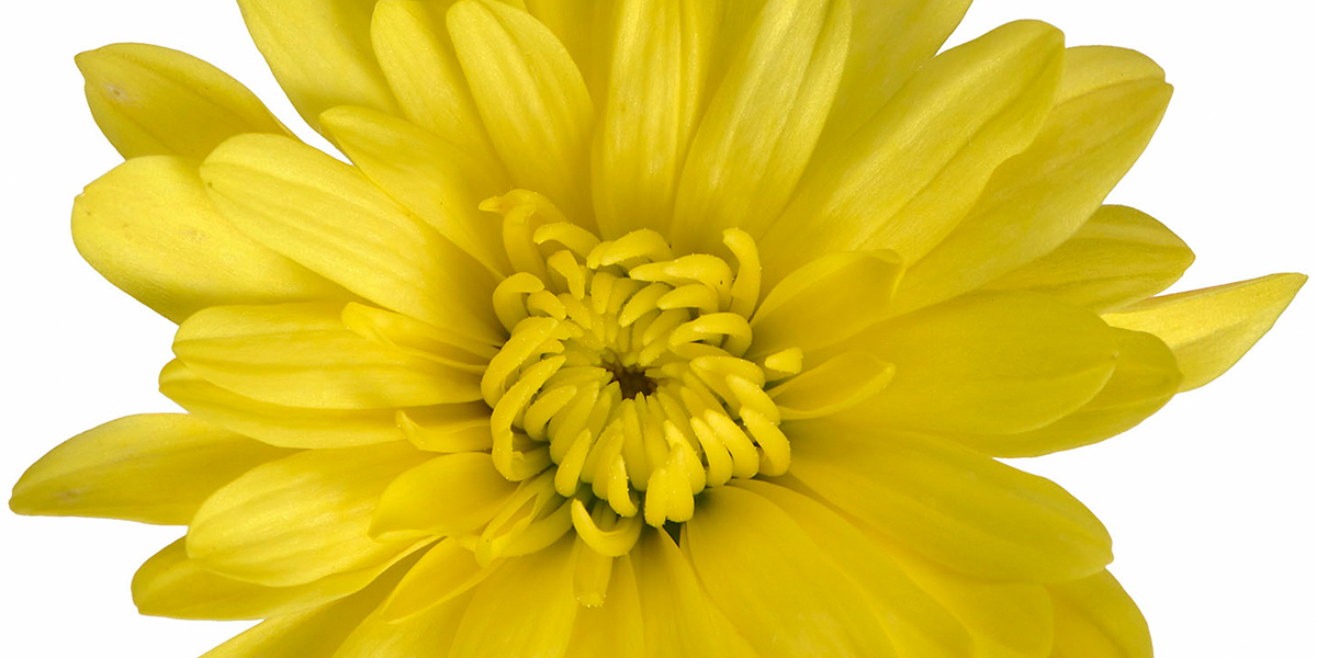 Multiflora Tribeca Yellow | Product Featured on Thursd.com