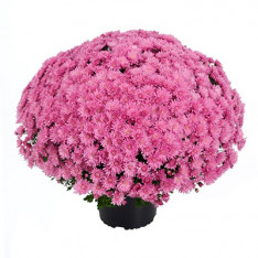 Multiflora Tribeca Pink | Product Featured on Thursd.com