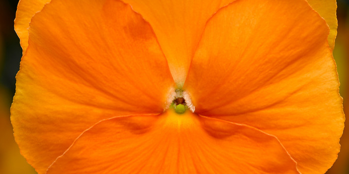 Viola Delta® Pure Orange Imp. - Product onThursd