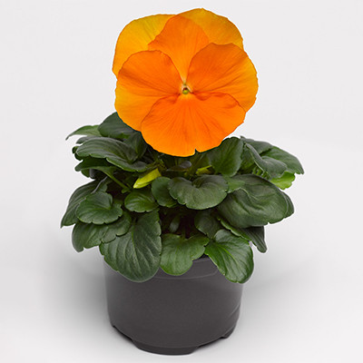 Viola Delta® Pure Orange Imp. | Product Featured on Thursd.com