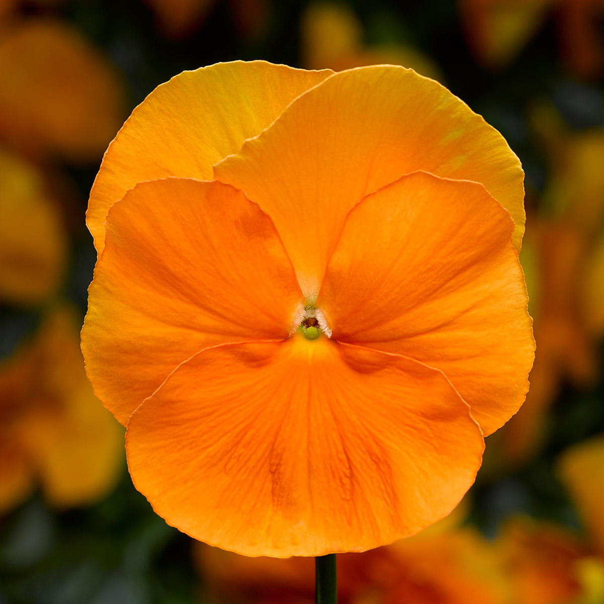 Viola Delta® Pure Orange Imp. | Product Featured on Thursd.com