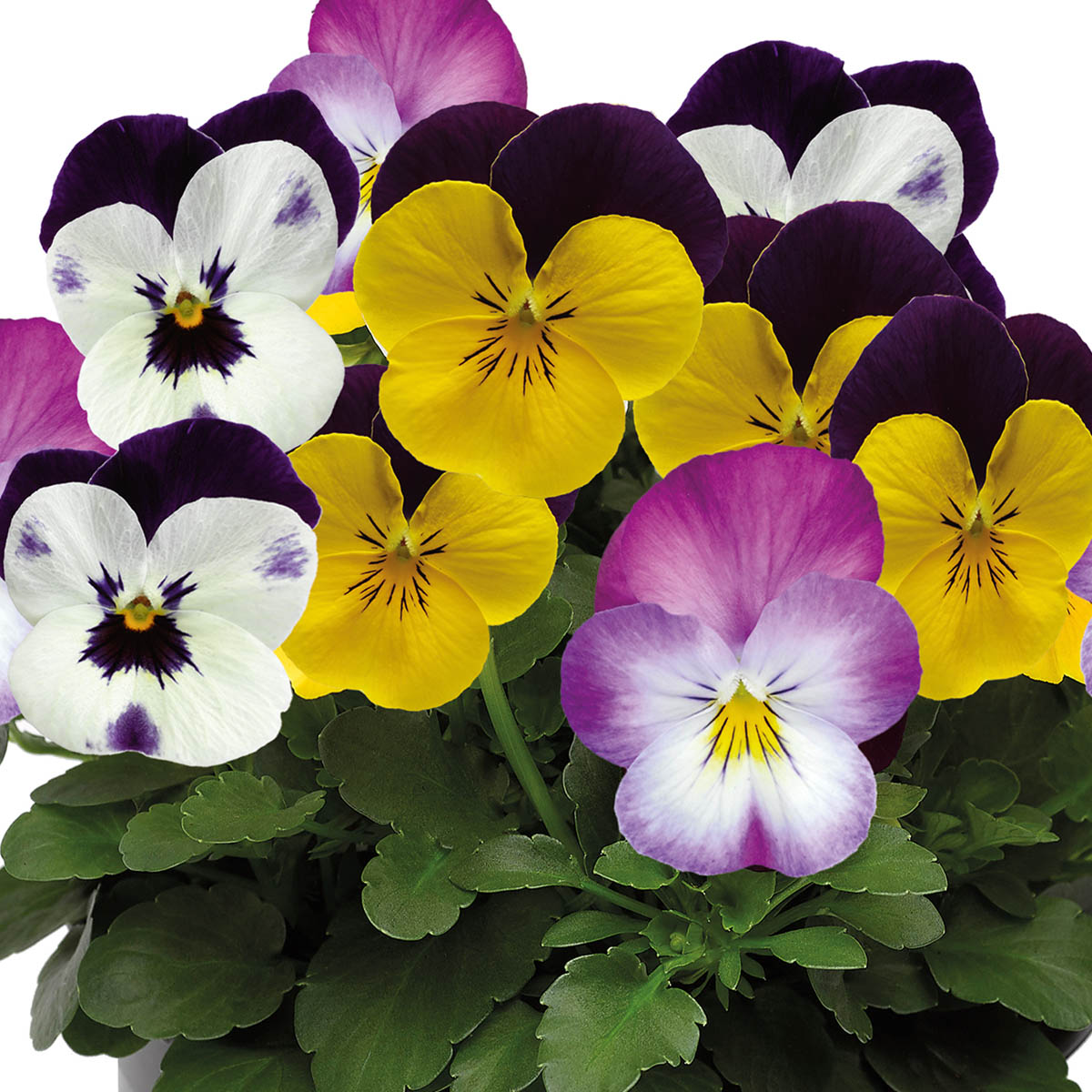 Viola MultiColours Mixes | Product Featured on Thursd.com