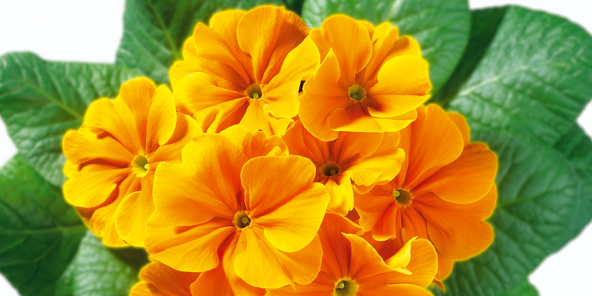 Primula Mitra Golden Yellow | Product Featured on Thursd.com