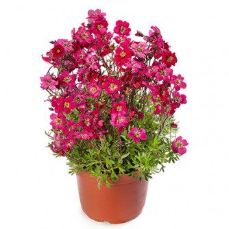 Saxifraga Alpino Early Red | Product Featured on Thursd.com