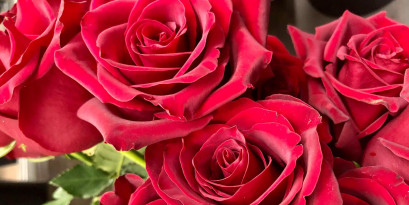 Rose Explorer | Product on Thursd.com